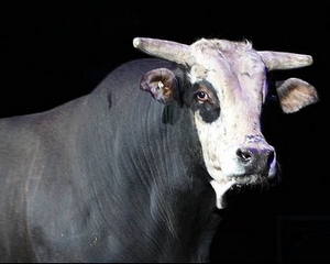 PBR Mourns Loss of World Champion Bull Contender Mick E Mouse