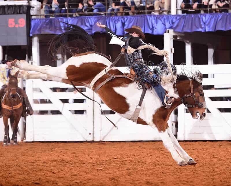 Thurston, Steer Wrestlers Shine at Fort Worth’s World’s Original Indoor ...