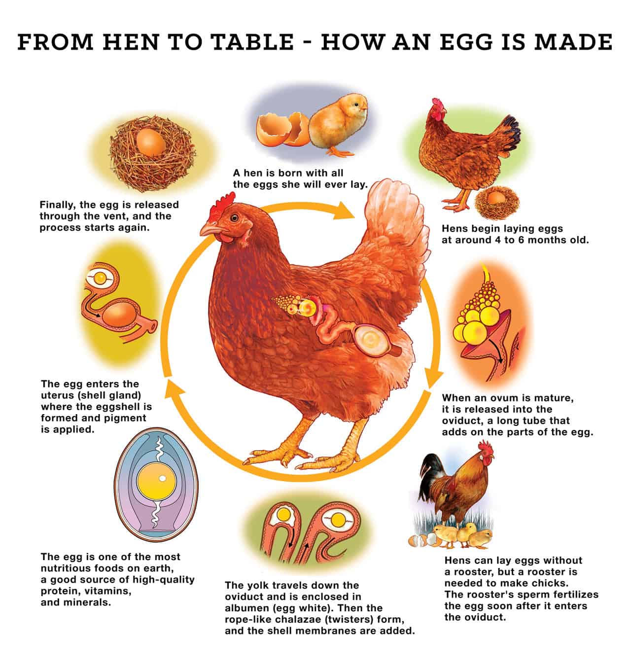 Laying Hens